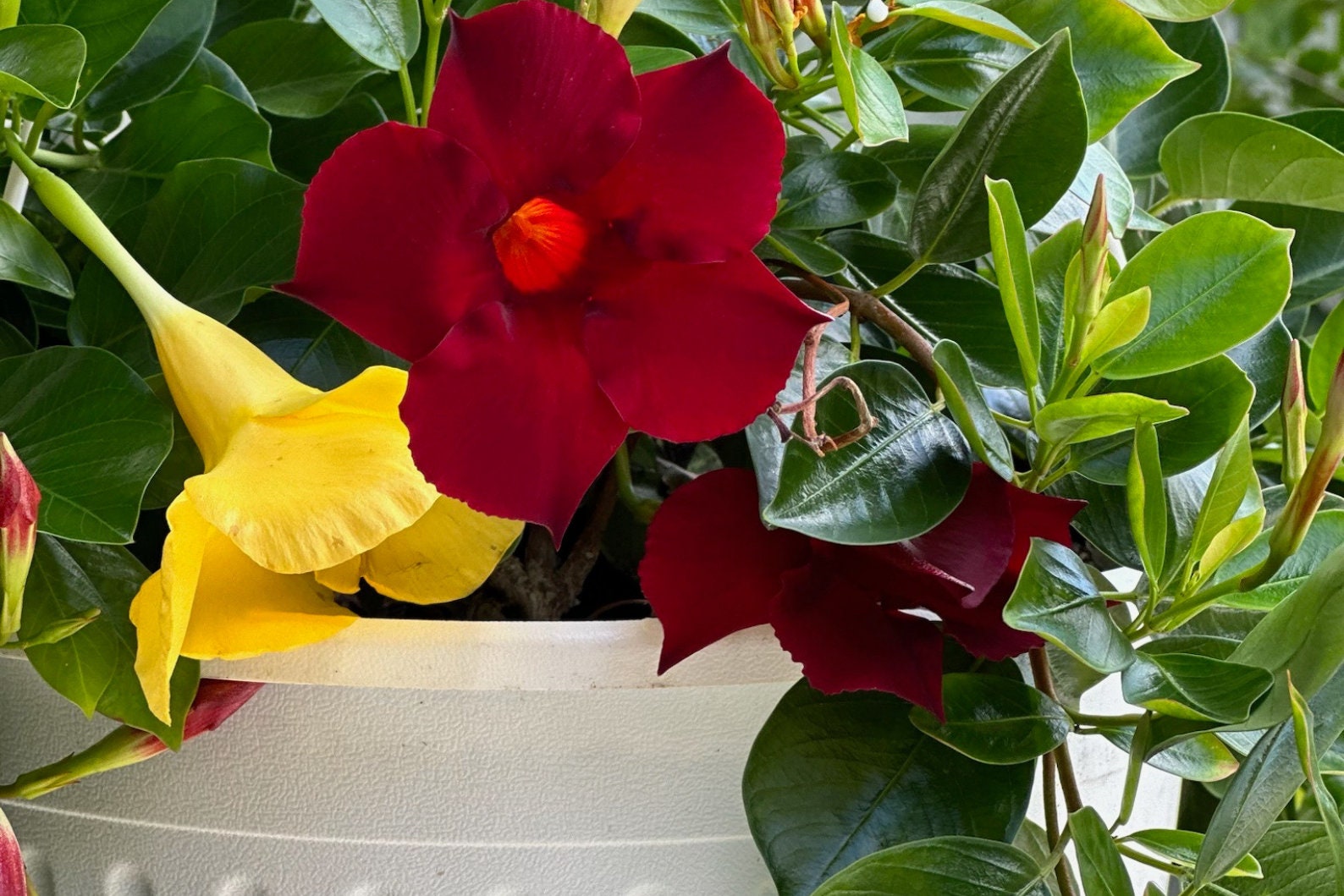 Red and Yellow Mandevilla Flower Photo Digital Download | Flower Wall ...