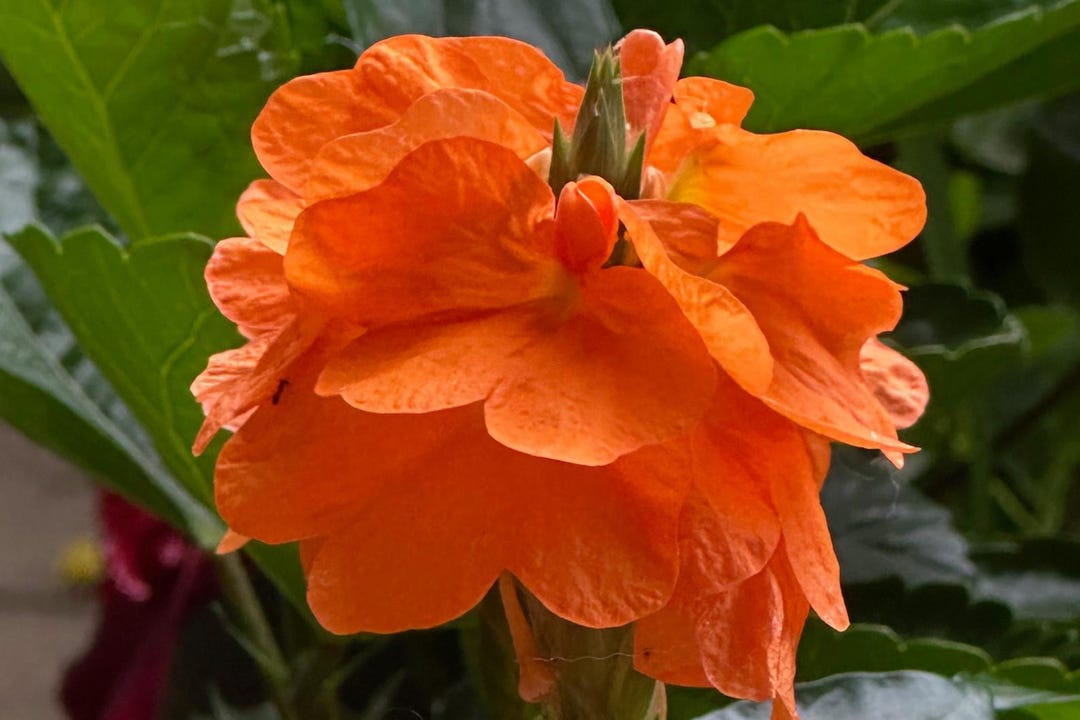 Orange Crossandra Flower Print, Botanical Wall Art (digital Download ...