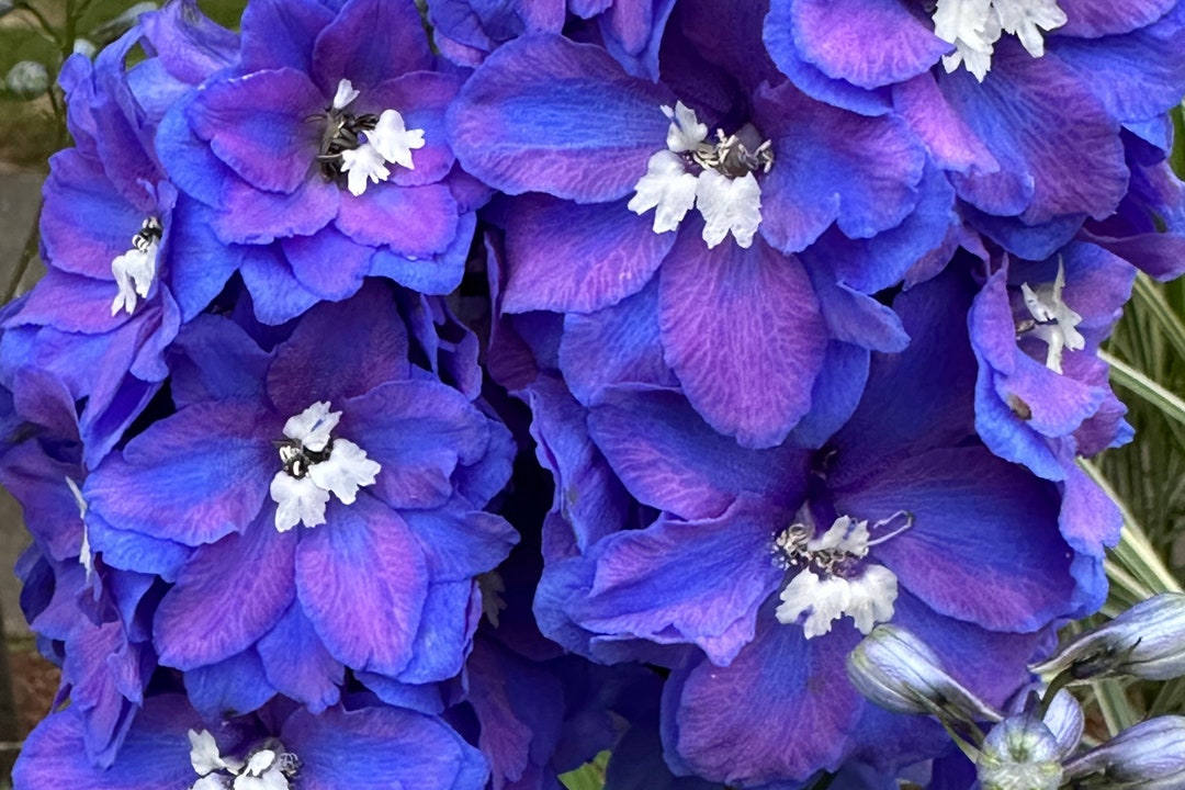Purple Delphinium Flower Photo Digital Download | Flower Wall Art ...