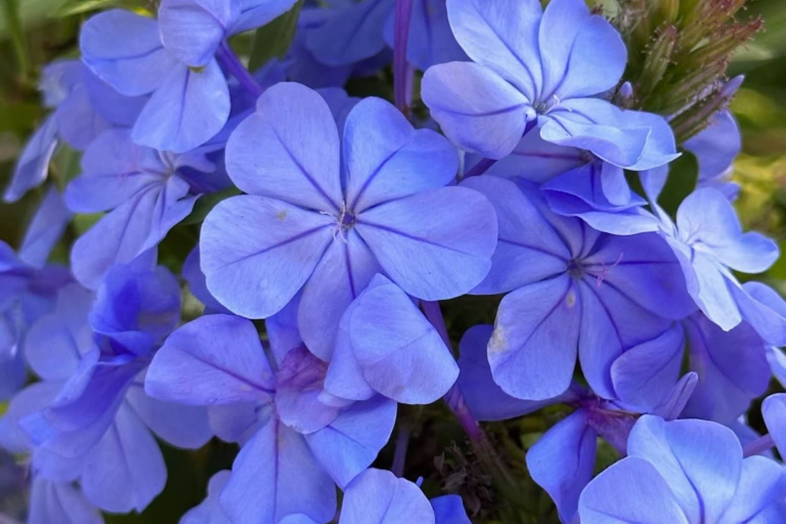 Blue Plumbago Flower Photo, Blue Flower Image/picture, Floral Photo ...