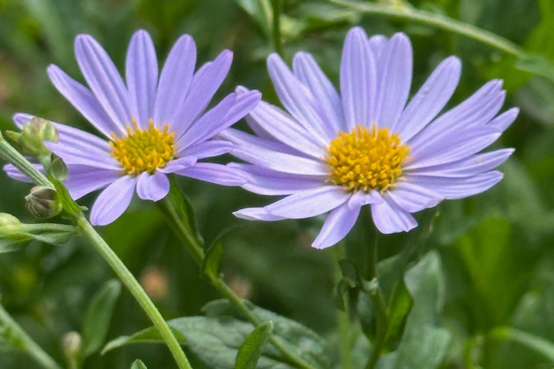 Uplifting Blue Daisy Flower Digital Download, Daisy Flower Image ...