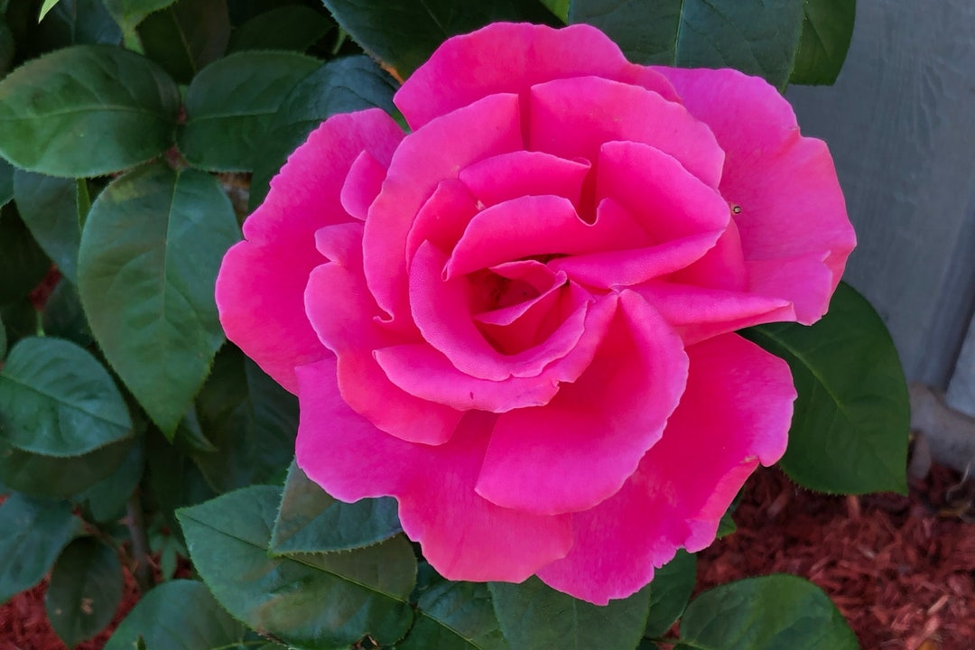 Hot Pink Rose Flower Photo, Rose Floral Photo/image, Rose Flower Print ...