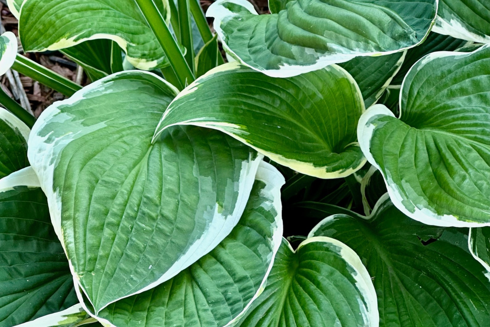 Hosta Photo Digital Download Green Wall Art Green Leaf Art Hosta Art ...