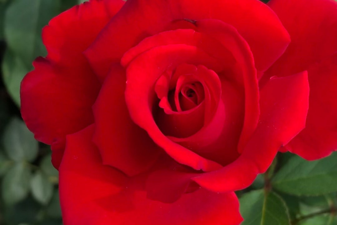 Deep Red Rose Flower Photo, Rose Flower Print/image, Flower Digital ...