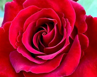 One Red Rose Flower Photo, Printable Botanical Wall Art, Red Rose Photo ...