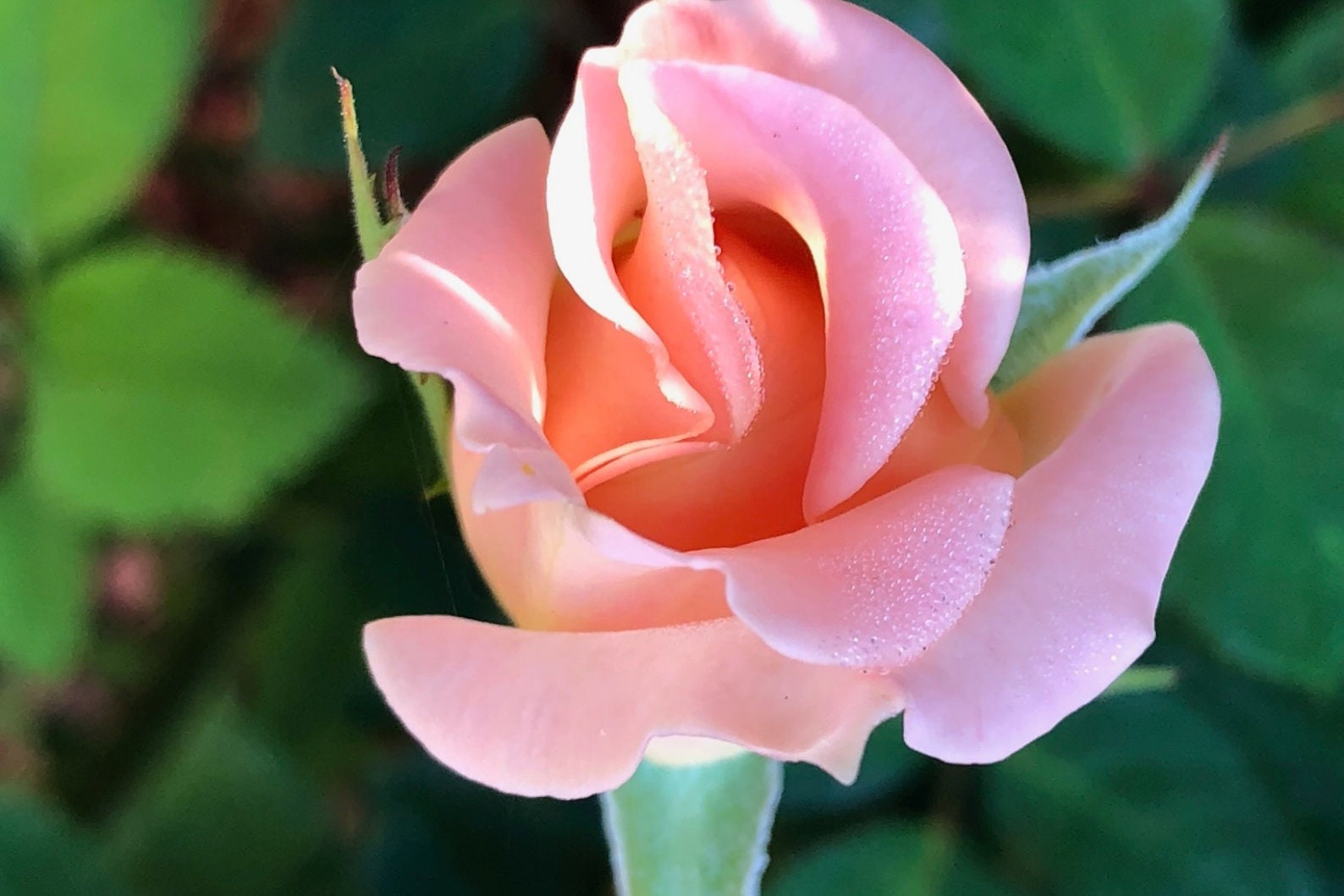 Pink Rose Flower Photo Digital Download Flower Wall Art Pink Floral ...