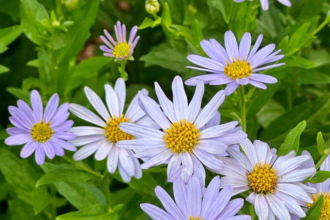 Light Blue Daisy Flower Photography Print, Floral Wall Art (digital ...