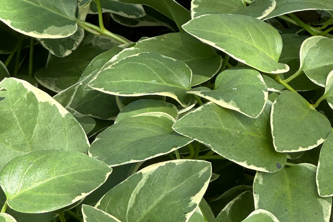 Green Vinca Vine Photo | Macro Plant Wall Art (digital Download) - Etsy
