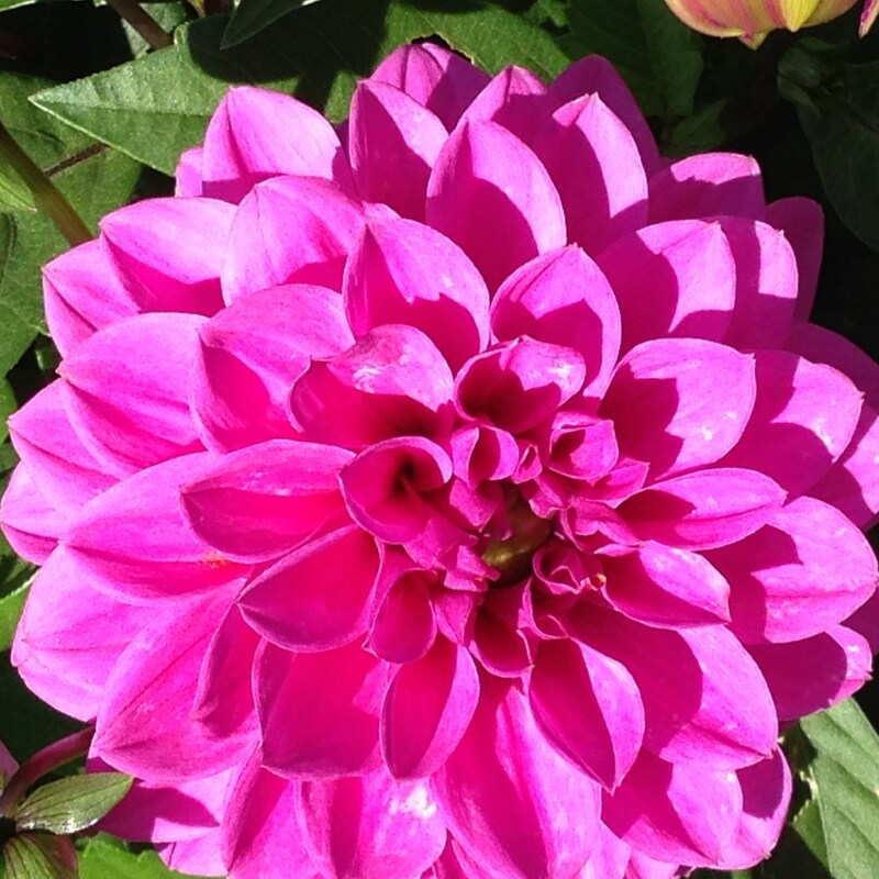 Dahlia Photographs - Etsy