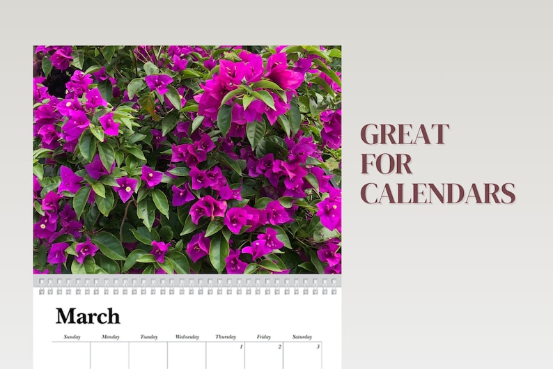 Purple Bougainvillea Flower Photo, Tropical Wall Art (digital Download ...