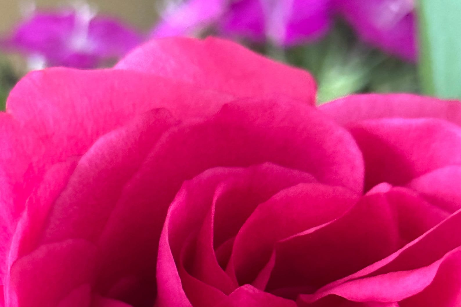 Hot Pink Rose Flower Photo, Rose Floral Photo/image, Rose Flower Print ...