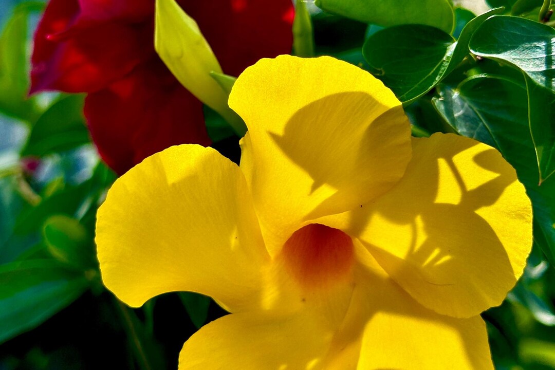 Mandevillea Flower Photo Digital Download | Flower Wall Art ...