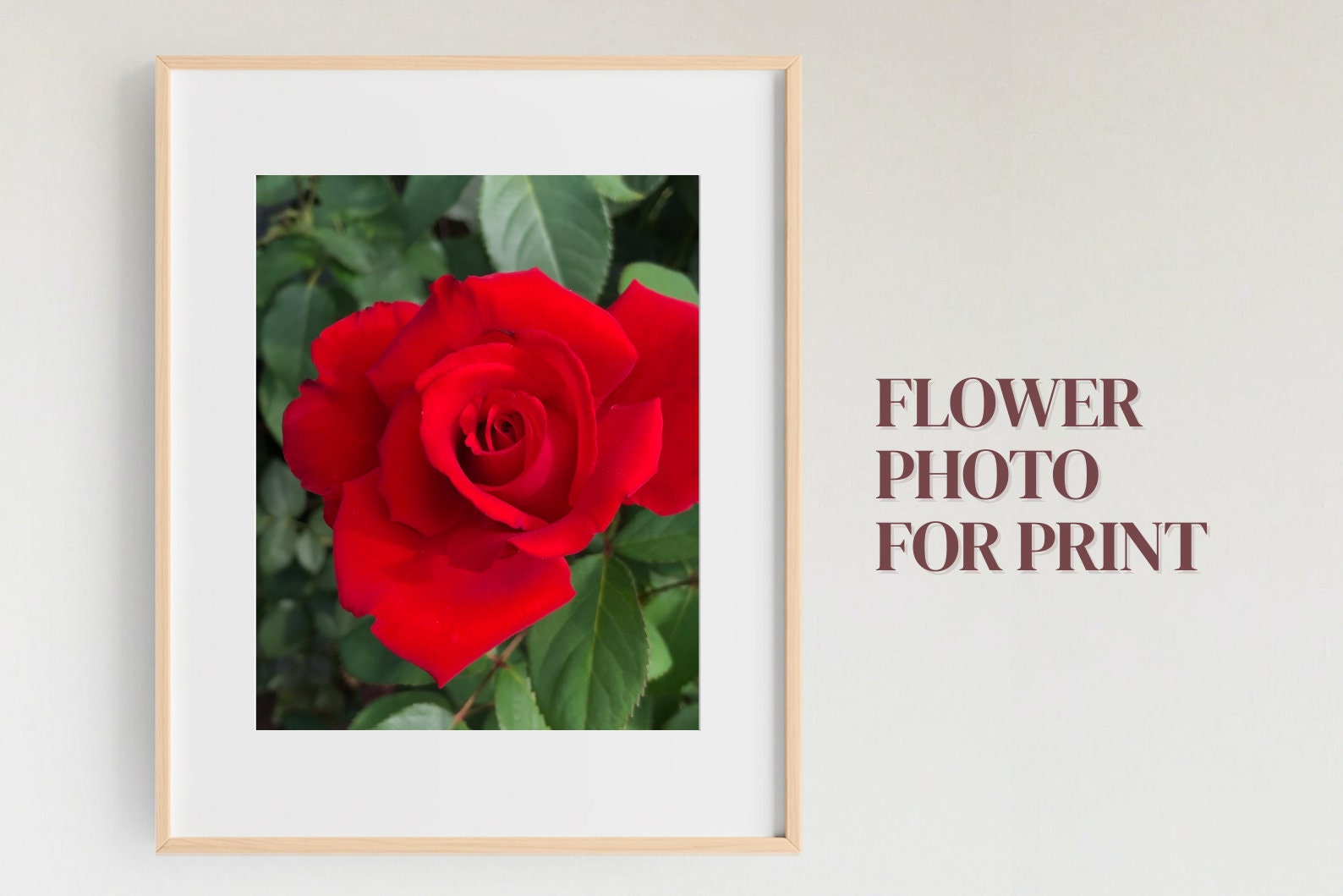 Deep Red Rose Flower Photo, Rose Flower Print/image, Flower Digital ...