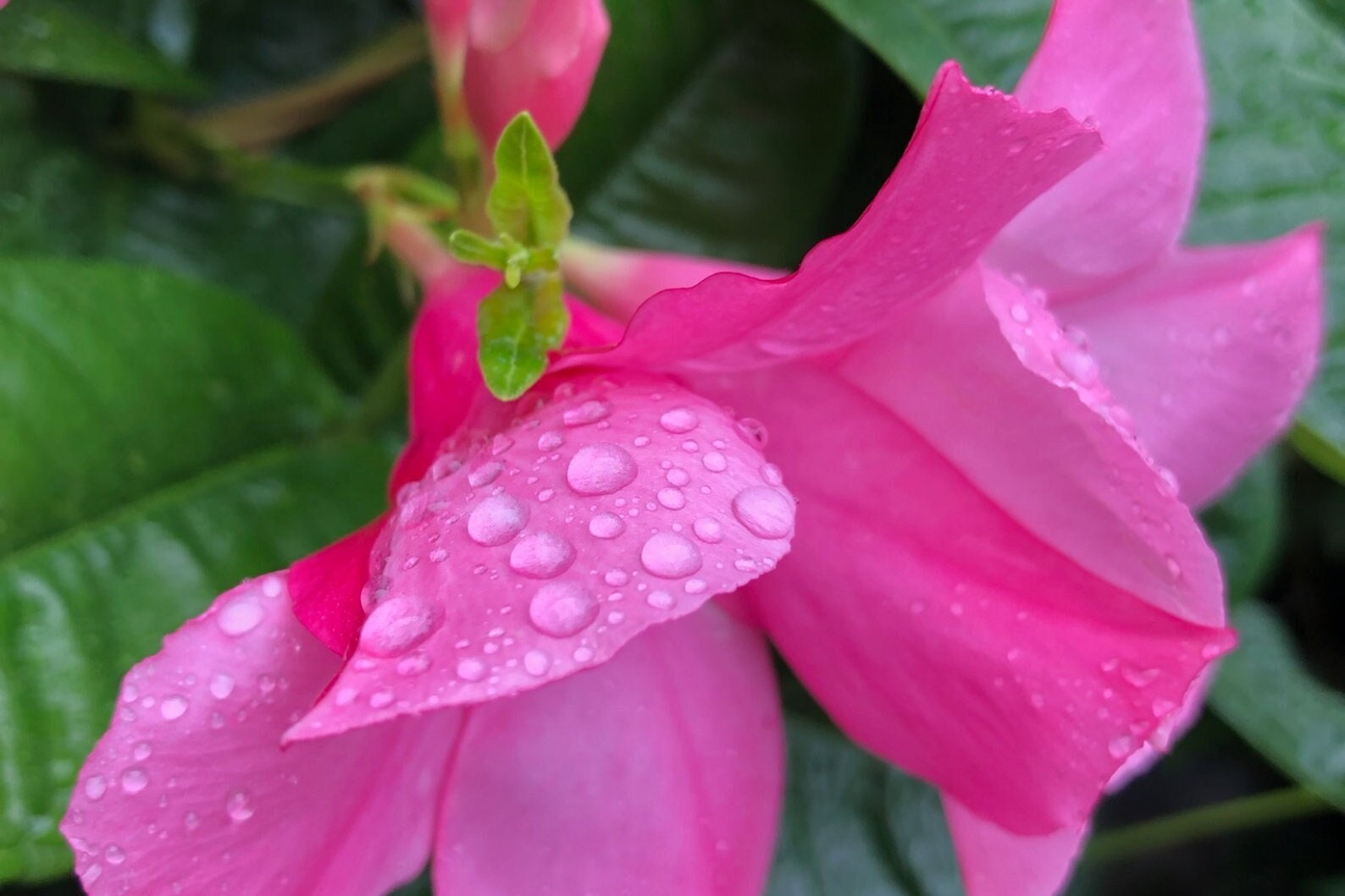 Pink Mandevilla Flower Photo, Pink Floral Photo/image,pink Mandevilla ...