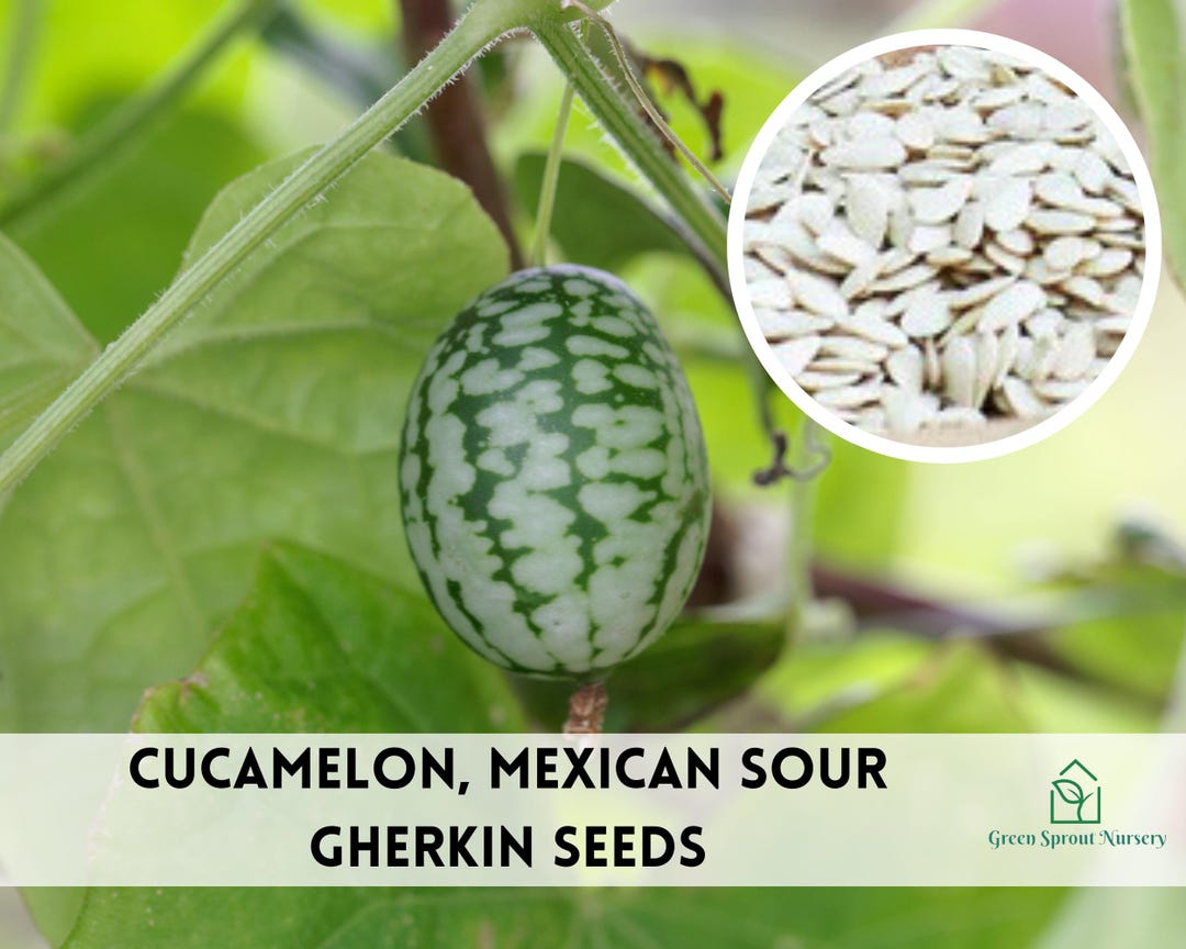 Cucamelon, Mexican Sour Gherkin Seeds, Heirloom Non-gmo (25+ Seeds) - Etsy