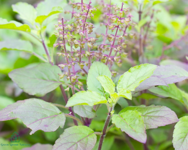 Red Thai Holy Basil, Kras Pao Pakapao Herb Starter Live Plants 4 ...