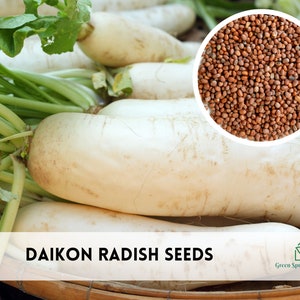 Daikon Radish Seeds, Heirloom Non-gmo (200+ Seeds) - Etsy