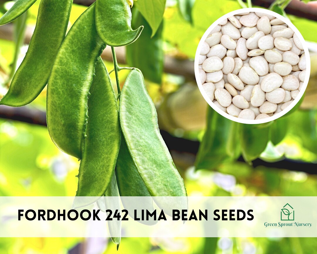 25+ Bean Lima Fordhook 242 Bush Seeds Non-gmo - Etsy