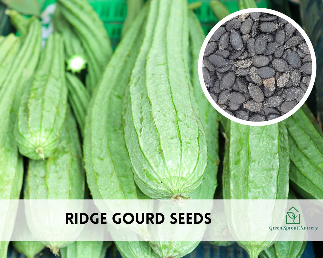 25+ Ridge Gourd, Chinese Okra, Angled Luffa seeds Heirloom Non-gmo - Etsy