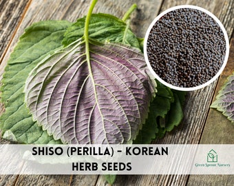 100+ Shiso (perilla) - Purple (red) Seeds Herb Heirloom Non-gmo - Etsy