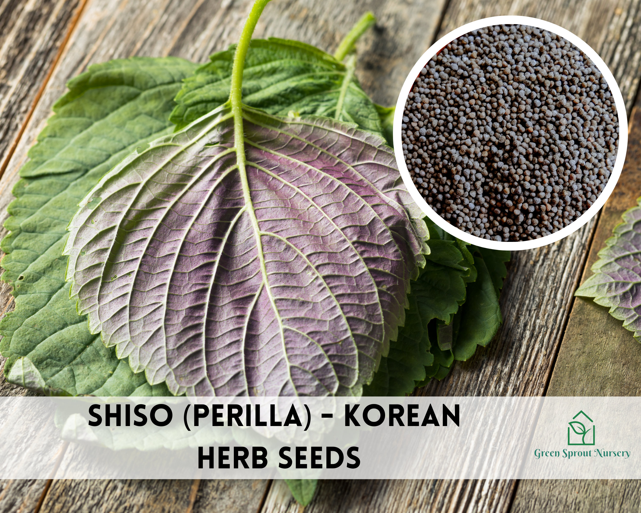 100 Shiso perilla Korean Seeds Herb Heirloom Non-gmo - Etsy