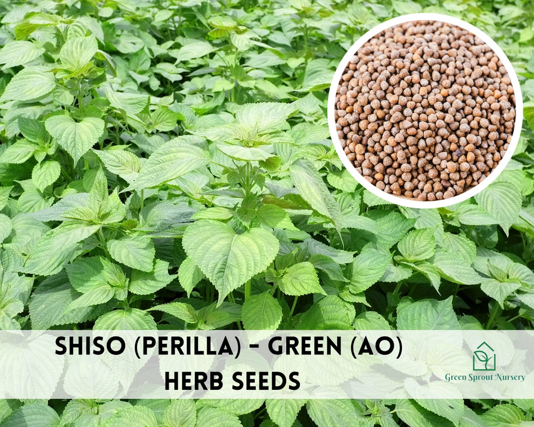 100+ Shiso (perilla) - Green (ao) Seeds Herb Heirloom Non-gmo - Etsy