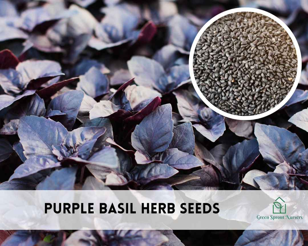 Purple Basil Herb Seeds, Heirloom Non-gmo (100+ Seeds) - Etsy