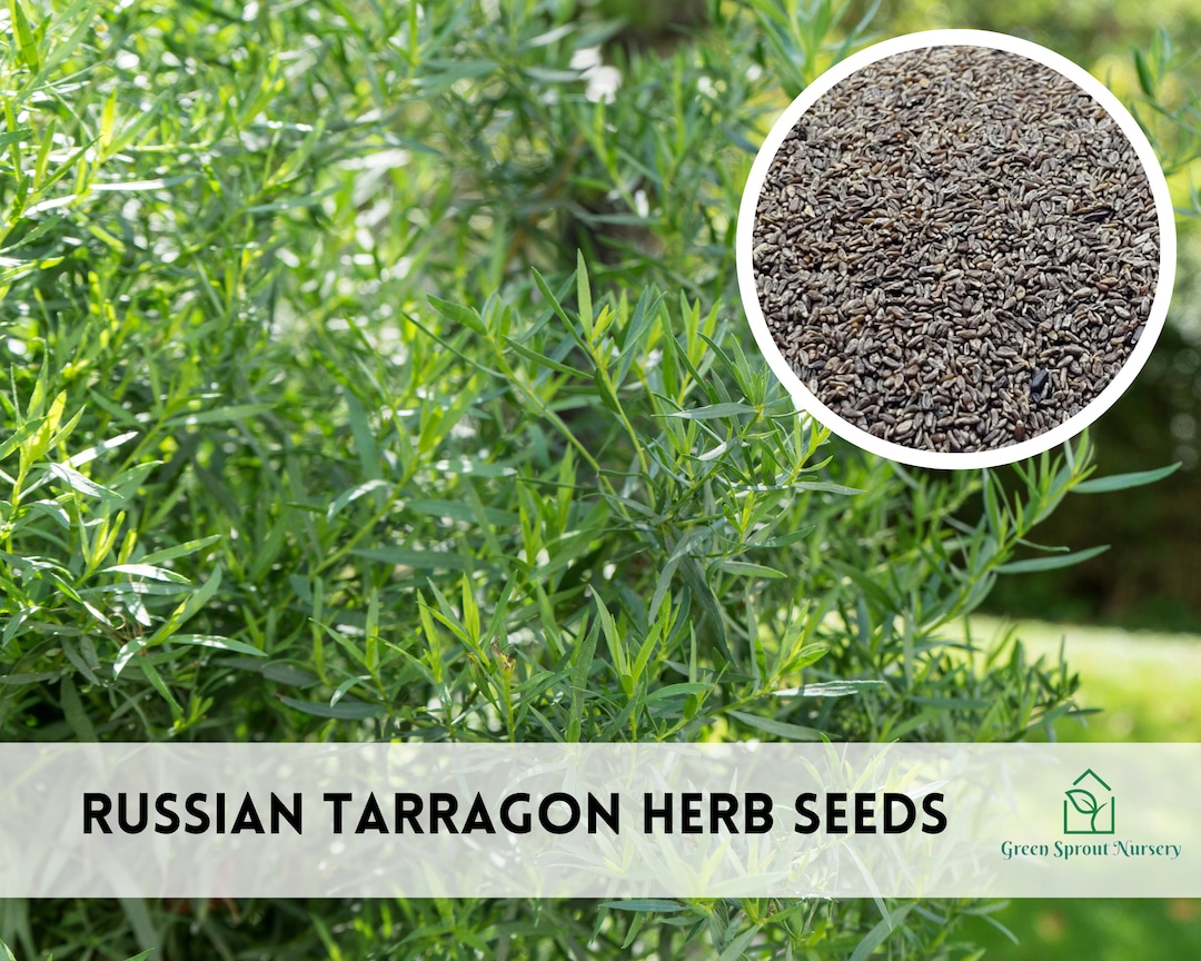 300 Russian Tarragon Herb Seeds Heirloom Non-gmo - Etsy