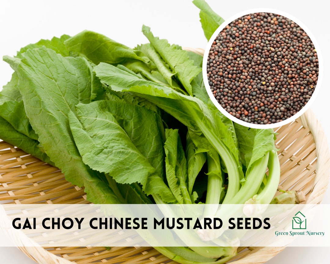 2000+ Gai Choy Chinese Mustard Seeds Heirloom Non-gmo - Etsy