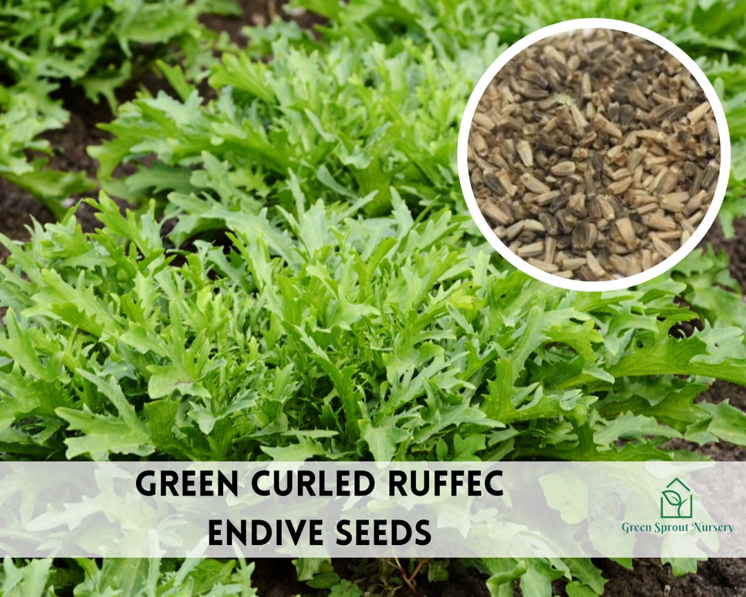 200+ Endive Green Curled Ruffec Seeds Heirloom Non-gmo - Etsy