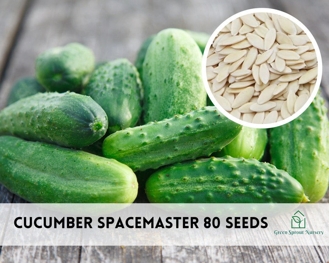 50+ Cucumber Spacemaster 80 Seeds Heirloom Non-gmo - Etsy