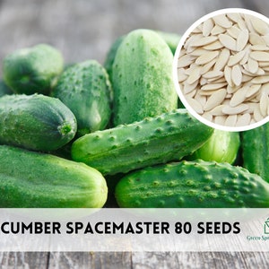 50+ Cucumber Spacemaster 80 Seeds Heirloom Non-gmo - Etsy