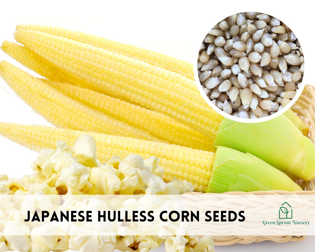 Corn, Japanese Hulless - Popcorn (white) Seeds, Heirloom Non-gmo (100 ...