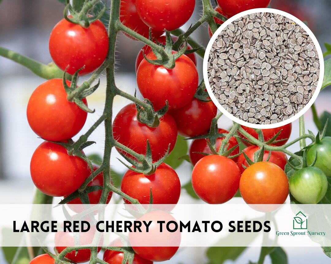 100+ Large Red Cherry Tomato Seeds Heirloom Non-gmo - Etsy