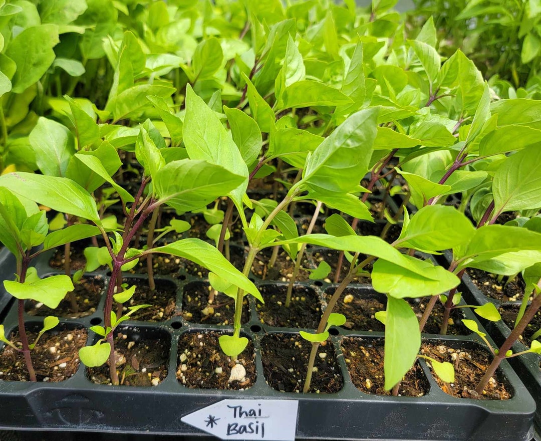 Thai Basil Herb Starter Live Plants - 4 Seedlings - Etsy