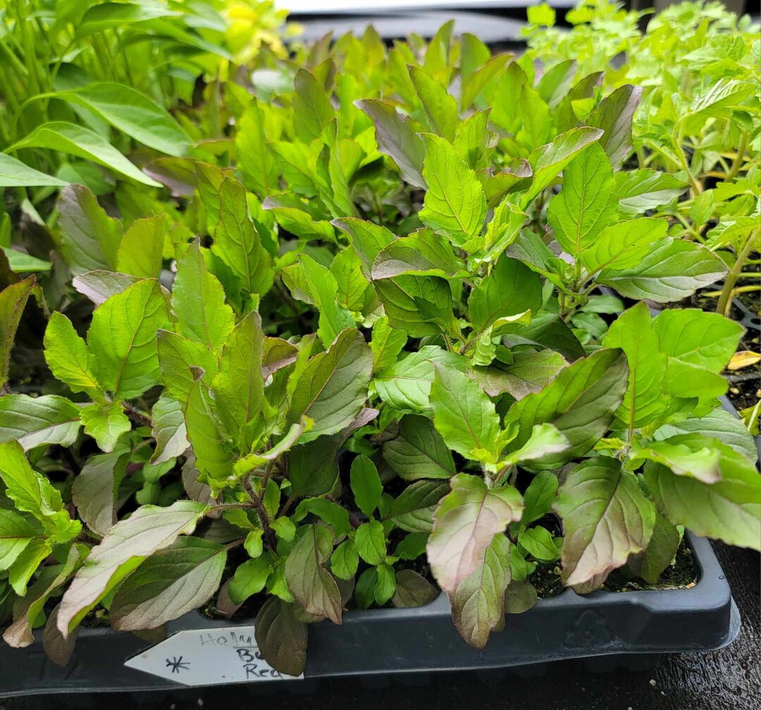 Red Thai Holy Basil, Kras Pao Pakapao Herb Starter Live Plants - 4 ...