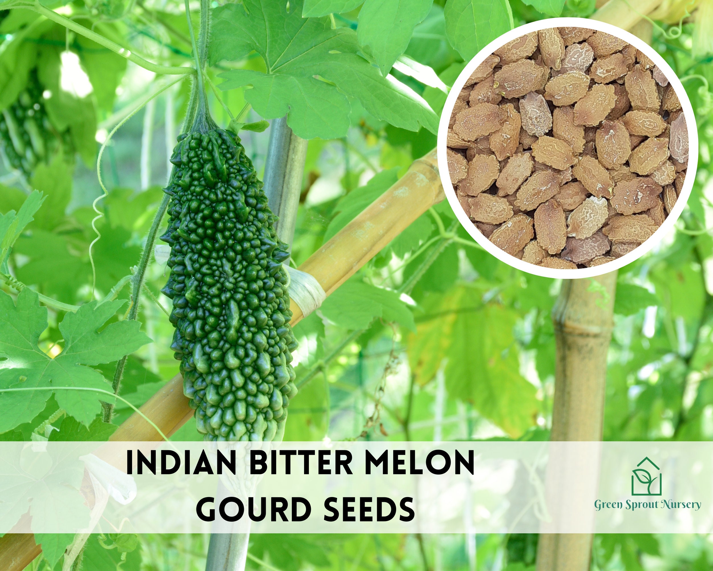 10 Indian Bitter Melon Gourd Seeds Hybrid Non-gmo - Etsy