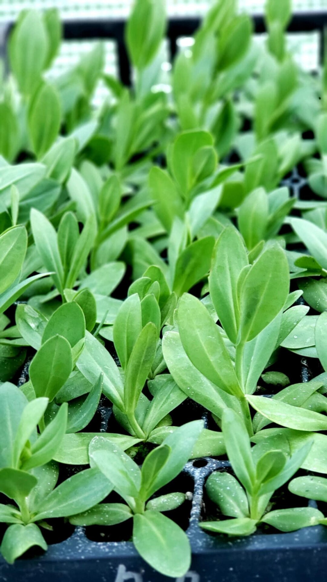 Blue Picotee Lisianthus Flower Starter Live Plant - 6 Seedlings - Etsy