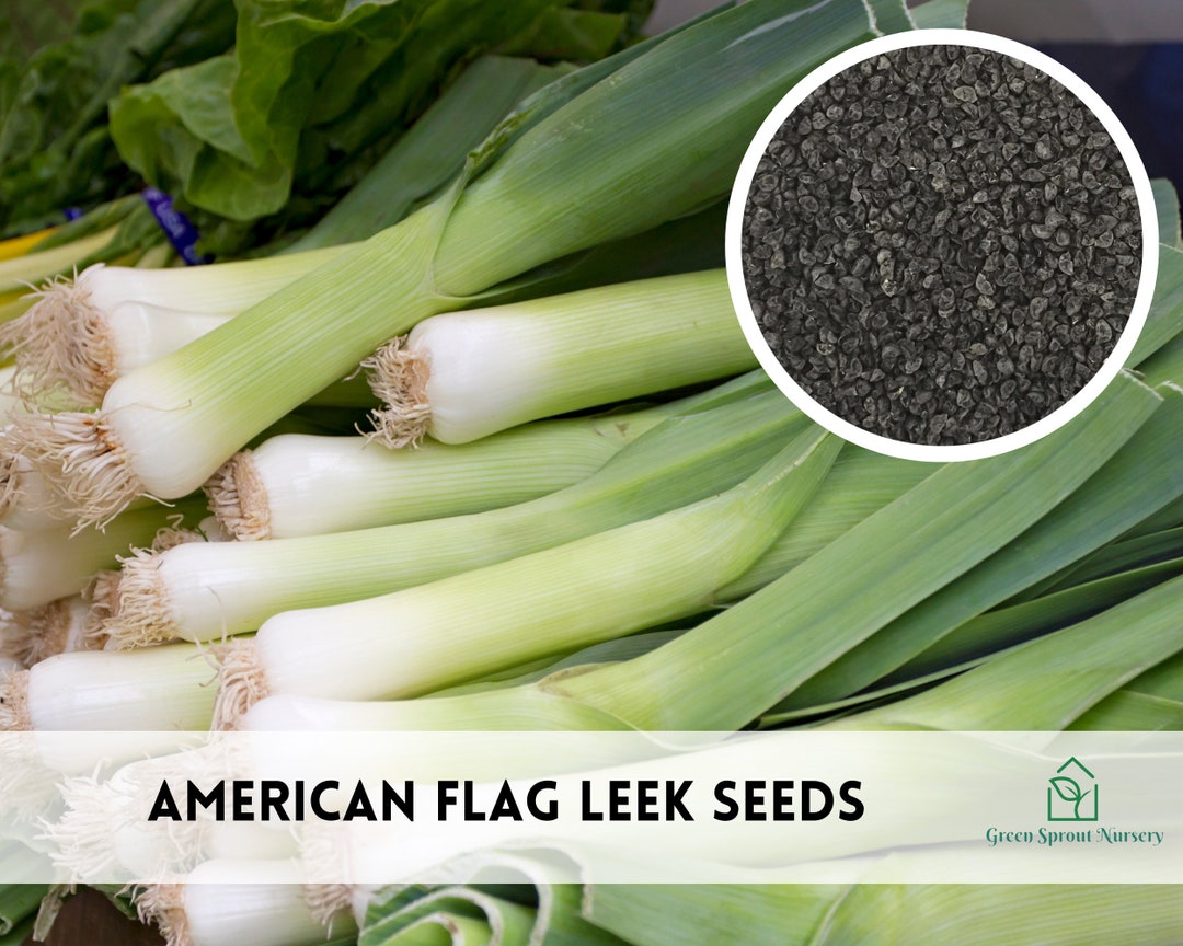 200+ American Flag Leek Seeds Heirloom Non-gmo - Etsy