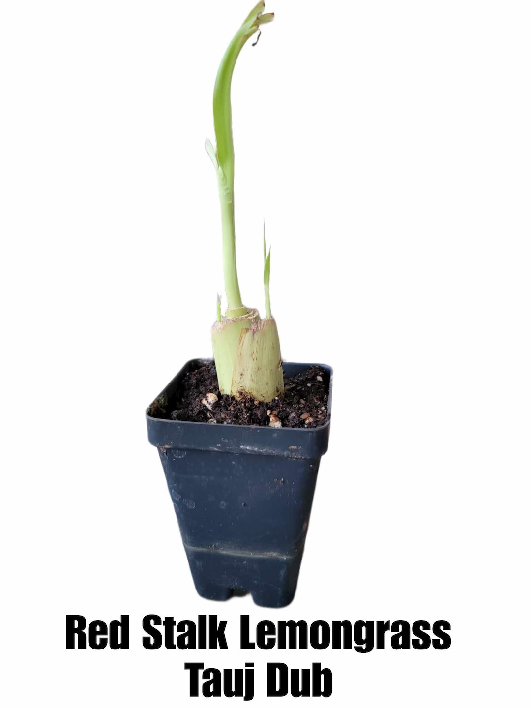 Lemongrass Cymbopogon Flexuosus Red Stalk, Tauj Dub Herbs rooted ...