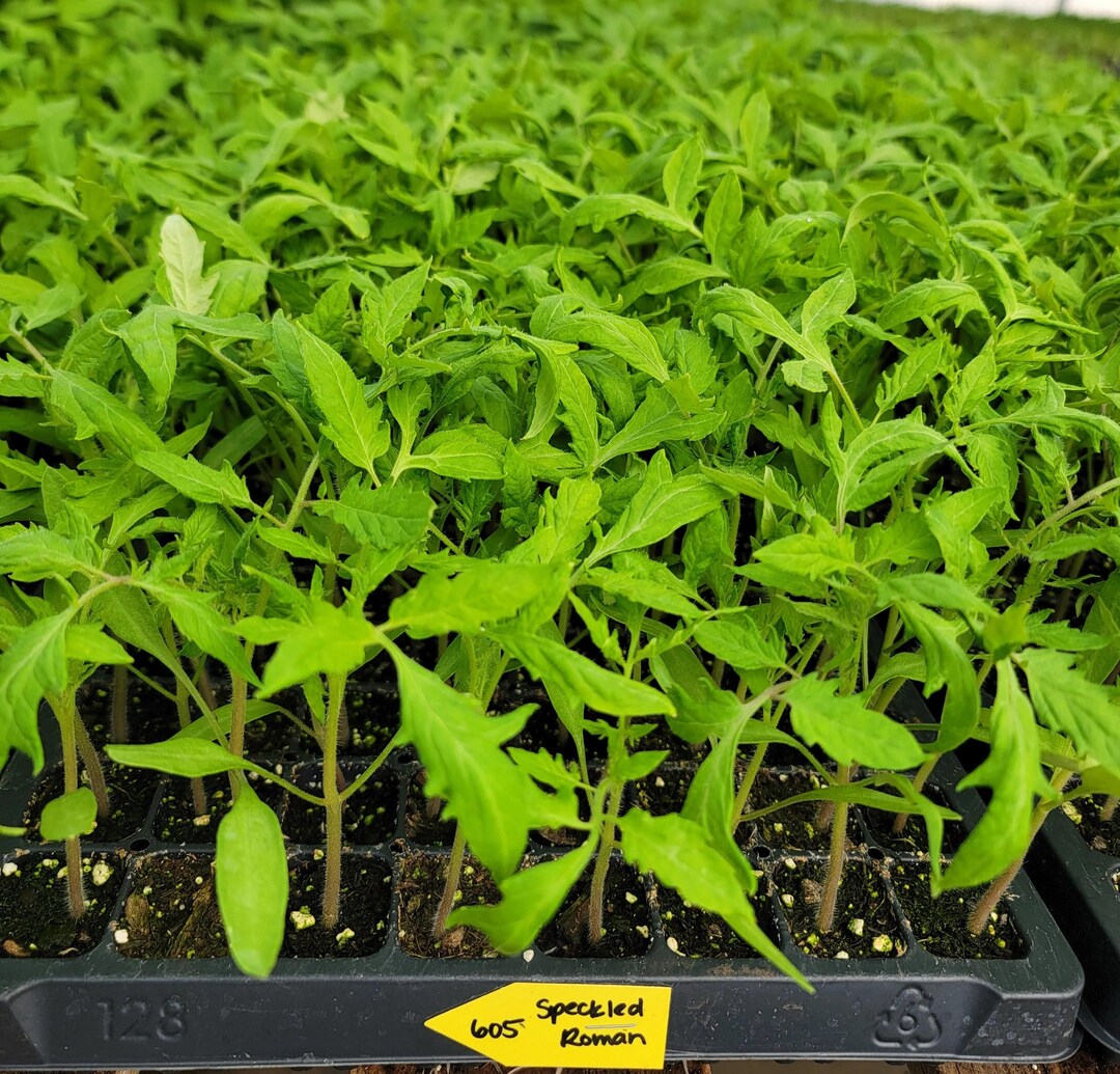 Tomato, Speckled Roman Heirloom Starter Live Plants - 4 Seedlings - Etsy