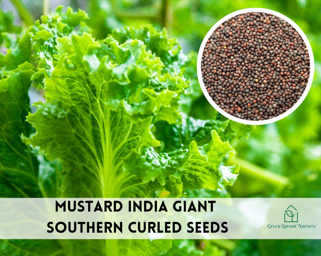 Mustard India Giant Southern Curled Seeds, Heirloom Non-gmo (500+ Seeds ...