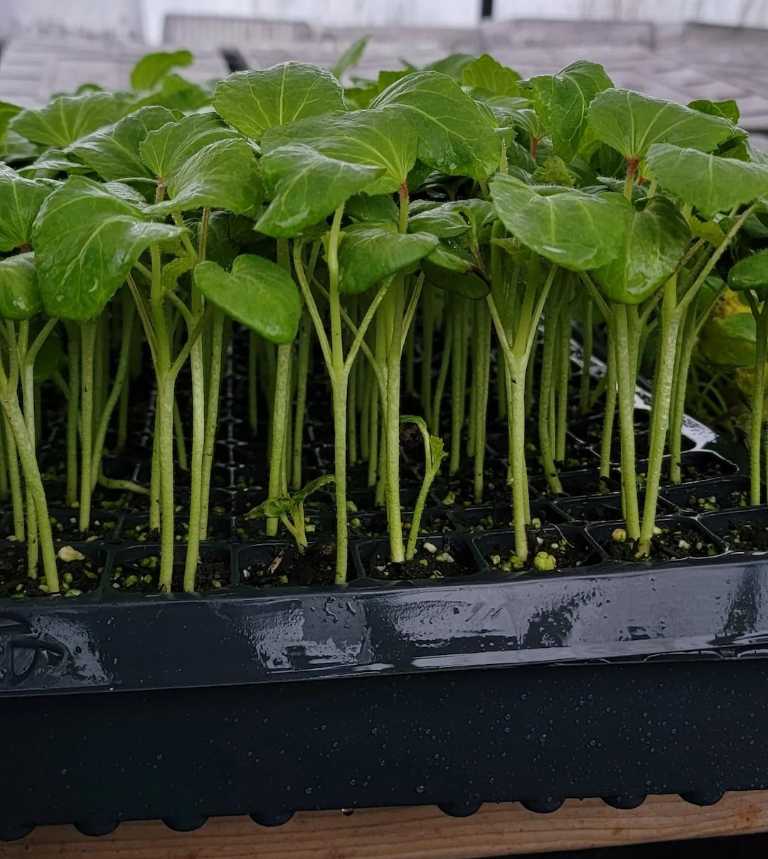 Green Okra Abelmoschus Esculentus Starter Live Plants - 4 Seedlings - Etsy