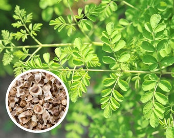 Moringa Oleifera Seeds Drumstick Seeds Malunggay Seeds Miracle Tree ...