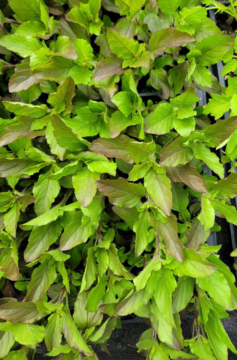 Red Thai Holy Basil, Kras Pao Pakapao Herb Starter Live Plants 4 ...