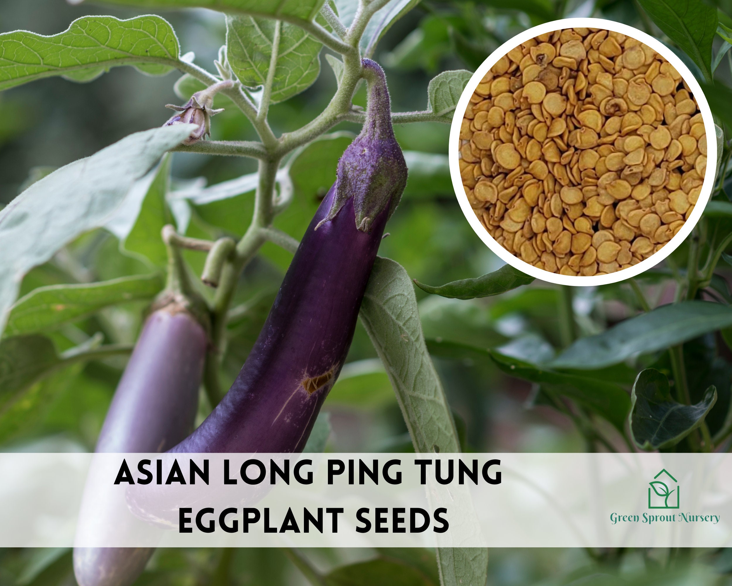 100 Asian Long Ping Tung Eggplant Seeds Non-gmo - Etsy