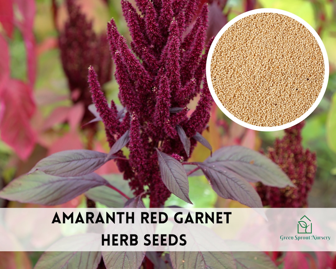 Amaranth Red Garnet Herb Seeds. Heirloom Non-gmo (500+ Seeds) - Etsy