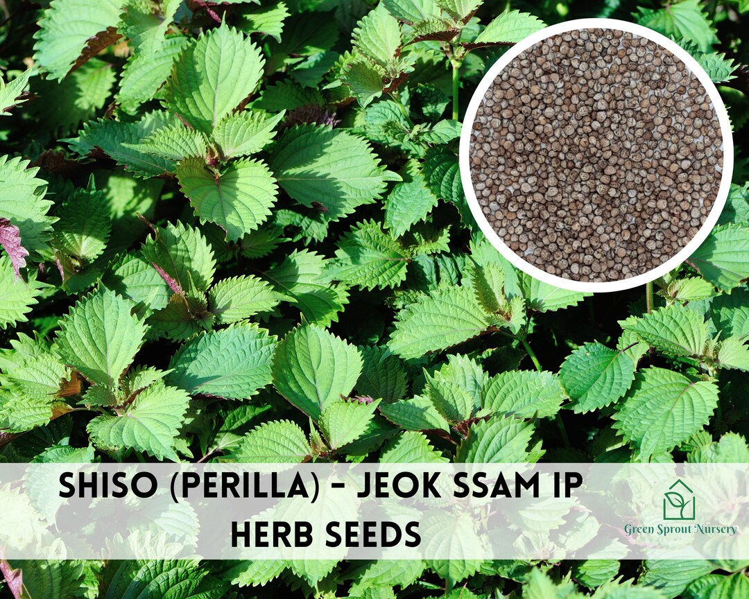 Shiso (perilla) - Jeok Ssam IP Herb Seeds, Heirloom Non-gmo (100+ Seeds ...