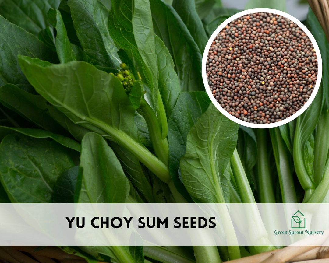 2000+ Yu Choy Sum Seeds Heirloom Non-gmo - Etsy