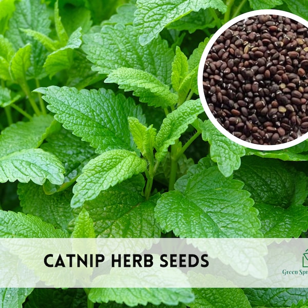 Catnip Seeds - Etsy